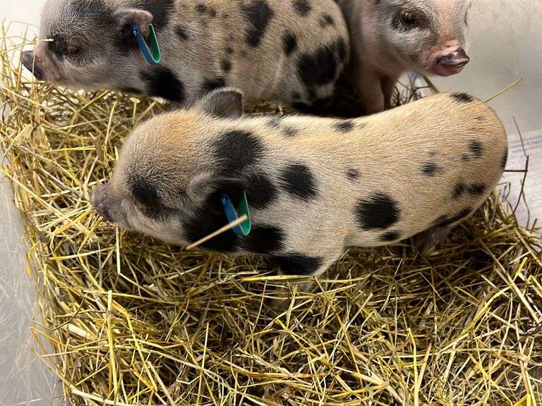 Female Tri Color Spotted Pot Belly Pig - D.O.B. 9/25/23 - Rogers ...