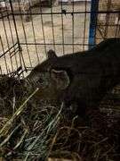 Kune Kune x Pot Belly Male Piglet - Rogers Community Auction Inc.