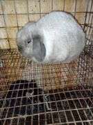 Sable Point Holland Lop Buck W/ Pedigree - Rogers Community Auction Inc.