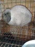 Sable Point Holland Lop Buck W/ Pedigree - Rogers Community Auction Inc.
