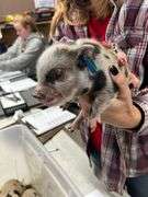 Male Tri Color Spotted Pot Belly Pig - D.O.B. 9/25/23 - Rogers ...