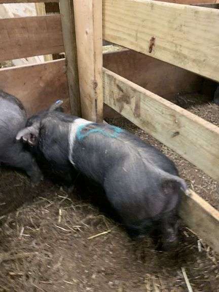 Black & White Barrow Pig - Has Blood on Rearend - Rogers Community ...
