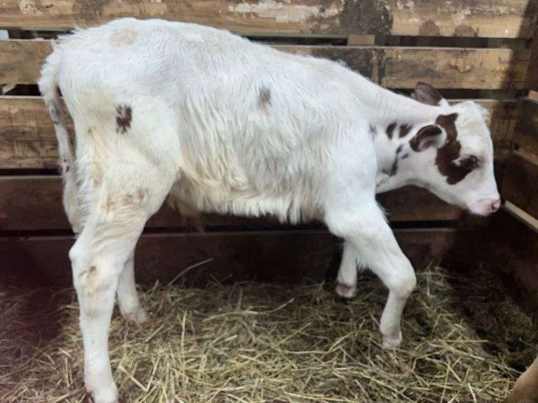 Red Holstein Cross Bull - 200+lbs - Handled - Has Bowed Front Legs ...