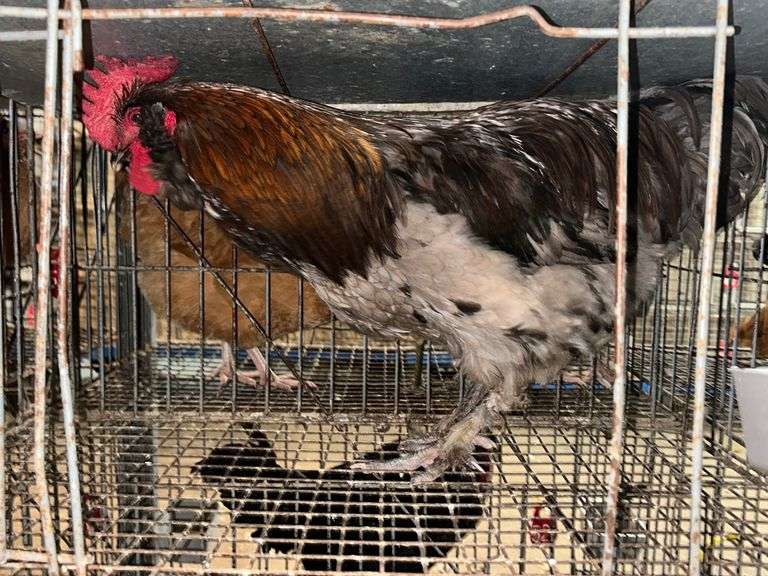 Brahma Cross Rooster - Rogers Community Auction Inc.