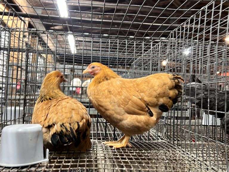 2 Buff Columbian Wyandotte Banty Hens - 2023 Hatch - Rogers Community ...