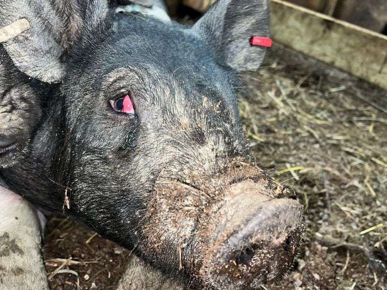 Black & White Hampshire Barrow Pig - Approx. 125lbs - Has Red Eyes ...