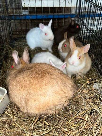 Netherland Dwarf Doe w/ 5 Bunnies - Selling as a Family - Rogers ...