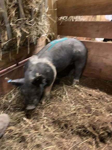 Black & White Barrow Pig - Approx. 100lbs - - Has Red Eyes - Rogers ...
