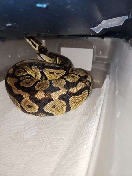 Female Pastel Het Clown Ball Python - Possibly Gravid - Locked w/ Spot ...