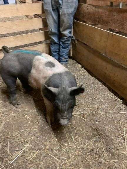 Black & White Hampshire Barrow Pig - Approx. 125lbs - Has Red Eyes ...
