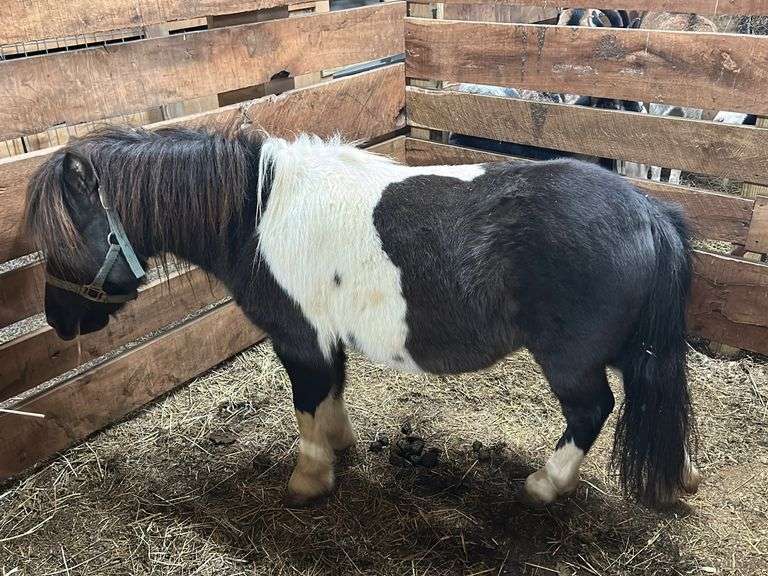 33" Black & White Pinto Miniature Stud Pony - 7 Yrs Old w/ Coggins Paperwork - Rogers Community ...