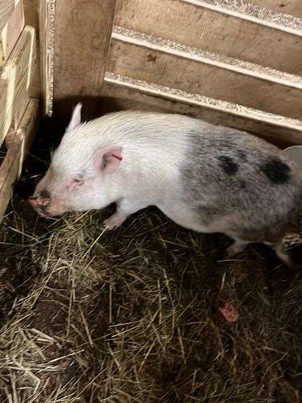 Blue Butt Pot Belly Barrow Pig "Charlee" - Rogers Community Auction Inc.
