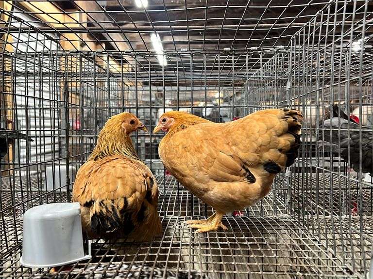 2 Buff Columbian Wyandotte Banty Hens - 2023 Hatch - Rogers Community ...