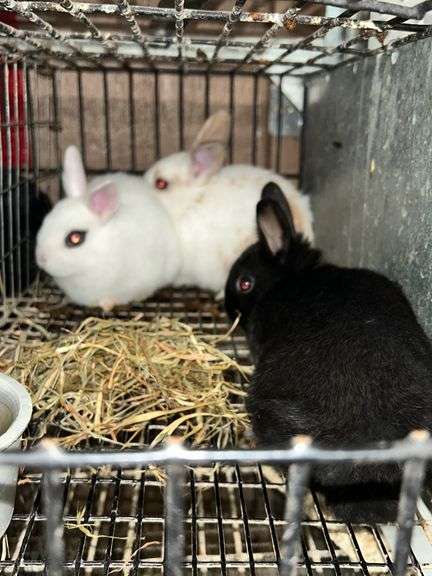 3 Mini Rex Cross Bunnies - Rogers Community Auction Inc.