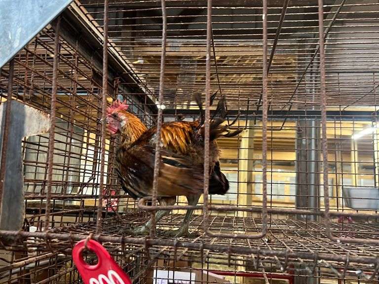 Ayam Ketawa Rooster (Laughing Chicken) - Rogers Community Auction Inc.
