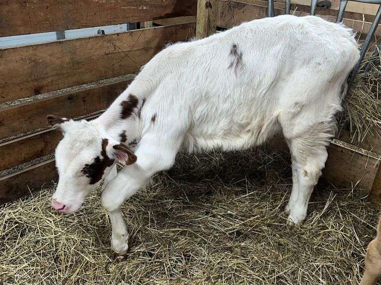Red Holstein Cross Bull - 200+lbs - Handled - Has Bowed Front Legs ...