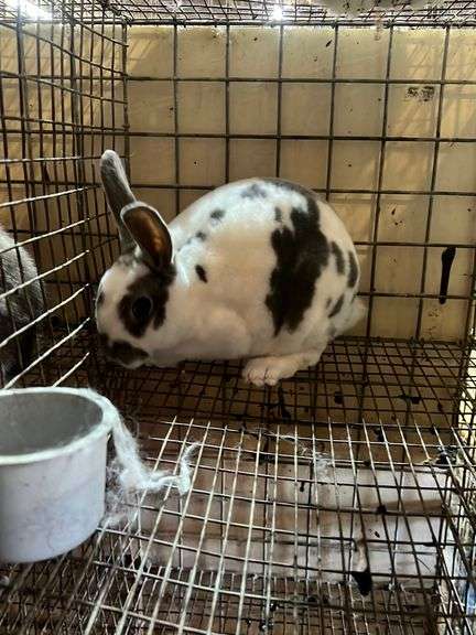 Broken Rex Buck - Rogers Community Auction Inc.