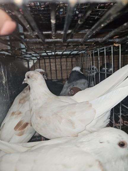 6 Tippler Pigeons - Rogers Community Auction Inc.