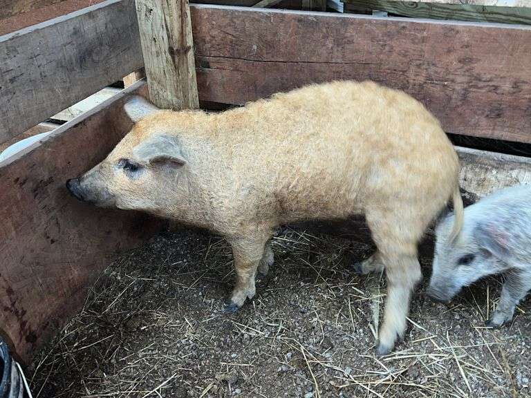 Young Red Male Mangalitsa Pig - Rogers Community Auction Inc.