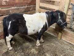 33" Black & White Pinto Miniature Stud Pony - 7 Yrs Old w/ Coggins ...