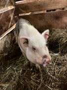 Blue Butt Pot Belly Barrow Pig "Charlee" - Rogers Community Auction Inc.