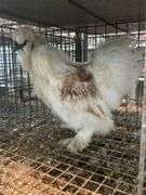 Red Pyle SIlkie Rooster - Rogers Community Auction Inc.
