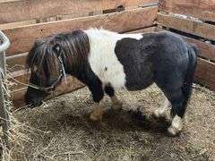 33" Black & White Pinto Miniature Stud Pony - 7 Yrs Old w/ Coggins ...