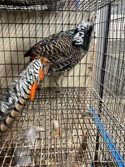 Male Lady Amherst Pheasant - 2022 Hatch - Rogers Community Auction Inc.