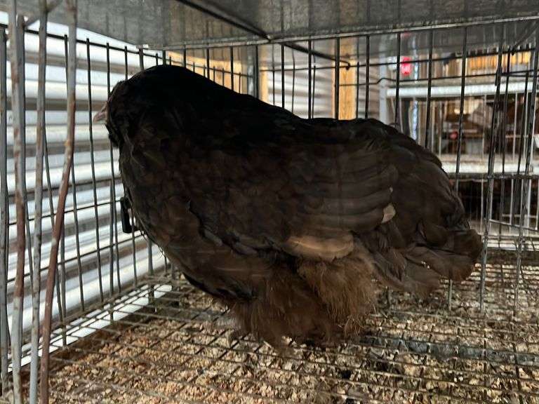 Black Jersey Giant Hen - Rogers Community Auction Inc.