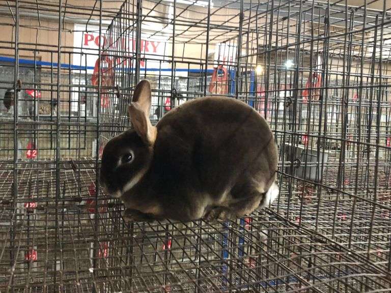 Mini Rex Doe - Rogers Community Auction Inc.