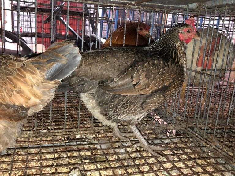 2 Ameraucana Cross Broody Hens - Rogers Community Auction Inc.