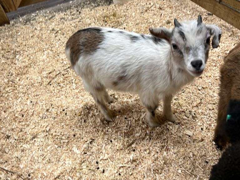 Full-blooded Nigerian Dwarf Billy - Rogers Community Auction Inc.