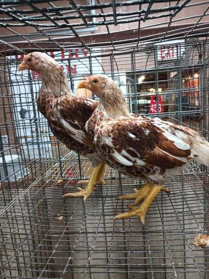 Pair White Laced Red Cornish Banties - Rogers Community Auction Inc.