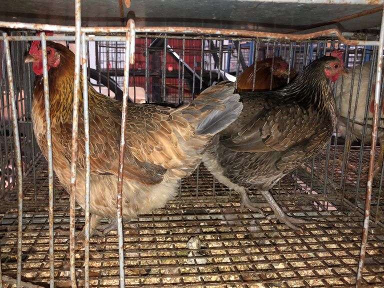2 Ameraucana Cross Broody Hens - Rogers Community Auction Inc.