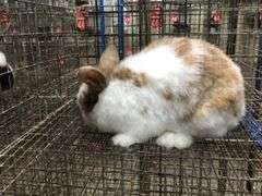 Chocolate Tri Color Holland Lop x Dwarf Doe - 8 Mos Old - Rogers ...