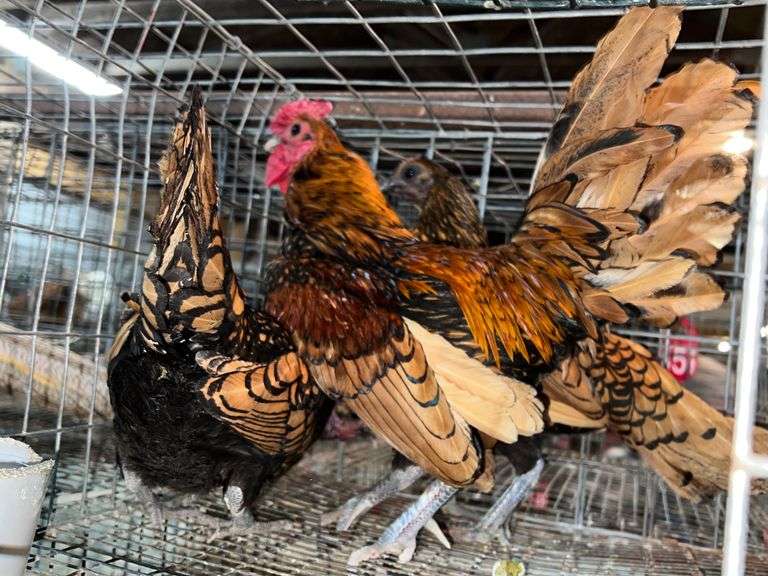 Trio Gold Laced Sebrights - Rogers Community Auction Inc.