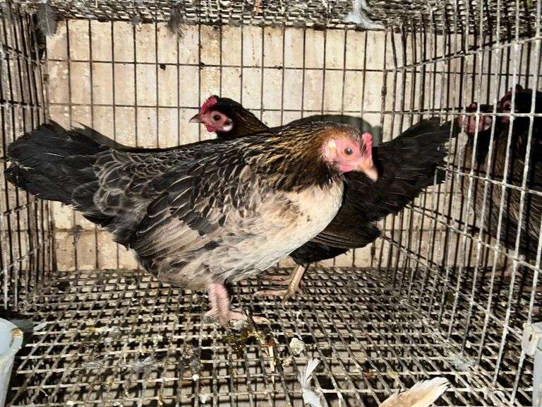 2 Banty Hens - Rogers Community Auction Inc.