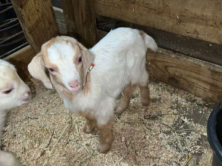 Tan & White Kiko Bottle Billy - 2 Wks Old - Rogers Community Auction Inc.