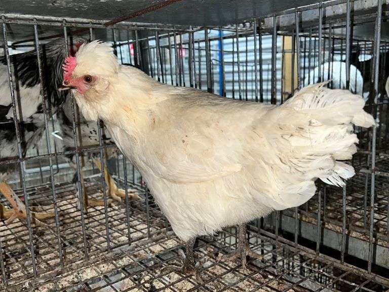 White Bearded Polish Pullet - 8 Mos Old - Rogers Community Auction Inc.