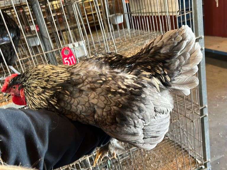 Young Barnyard Rooster - Rogers Community Auction Inc.