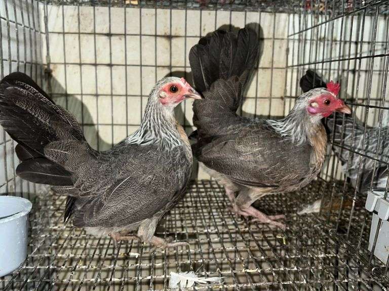 2 Silver Duckwing Old English Game Bantam Hens - Rogers Community ...
