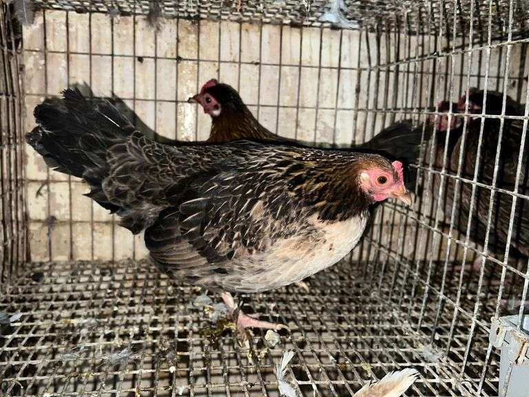 2 Banty Hens - Rogers Community Auction Inc.