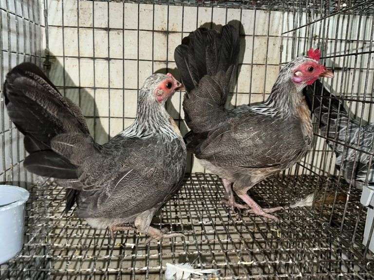 2 Silver Duckwing Old English Game Bantam Hens - Rogers Community ...