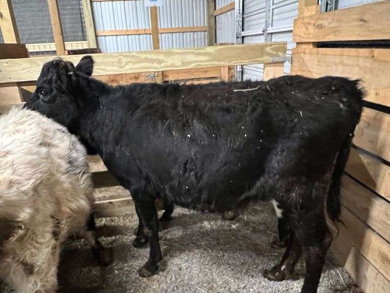Mini Angus Heifer - 2 Yrs Old - Rogers Community Auction Inc.