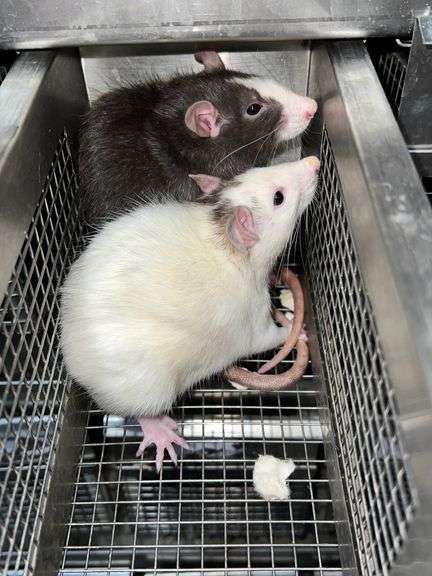 2 Female Medium Rats - Need container - Rogers Community Auction Inc.