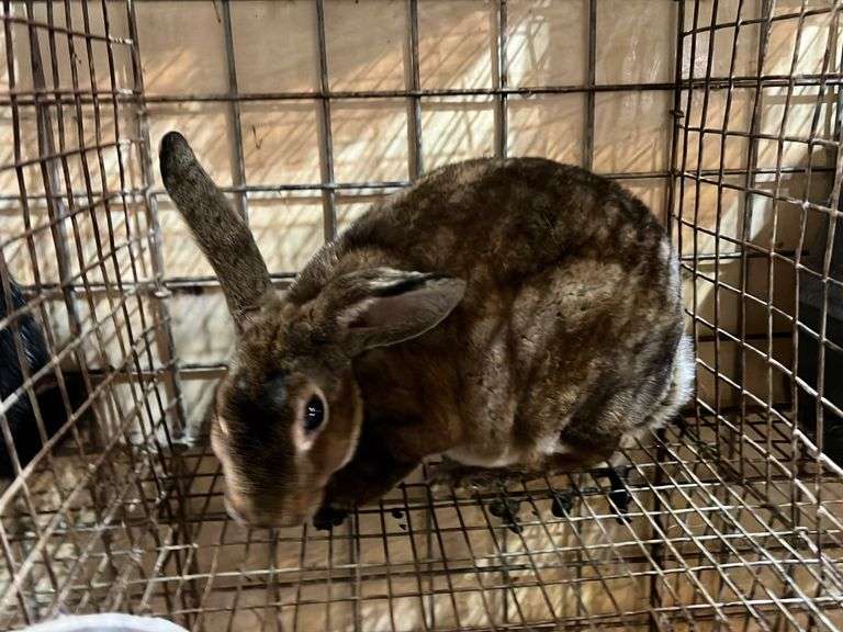 Mini Rex Buck - 4 Mos Old - Rogers Community Auction Inc.