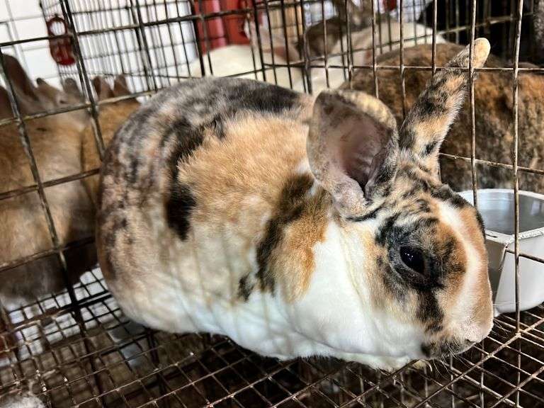 Tri Color Mini Rex Buck w/ Pedigree - Rogers Community Auction Inc.