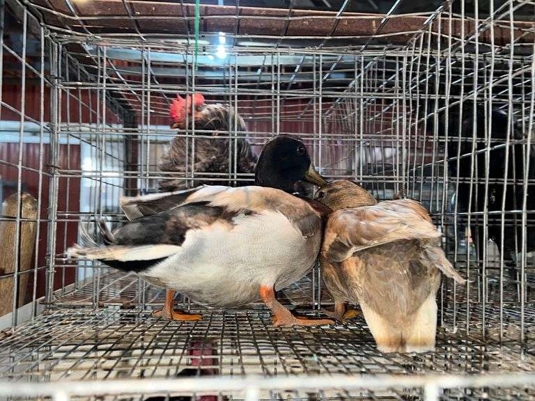 Pair Blue Fawn Call Ducks - 2022 Hatch - Rogers Community Auction Inc.