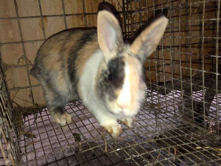 Tri Color Doe - Rogers Community Auction Inc.