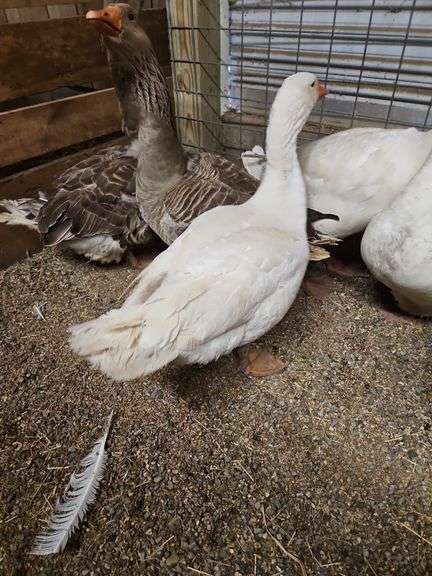 Female Embden Goose - Rogers Community Auction Inc.